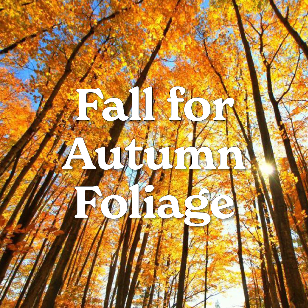 Fall for Autumn Foliage by Door County Land Trust
