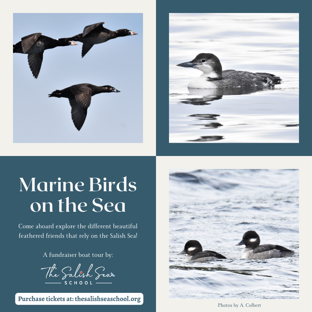 (TOUR) Marine Birds on the Sea, February 25th, 2024 - A Fundraiser! by ...