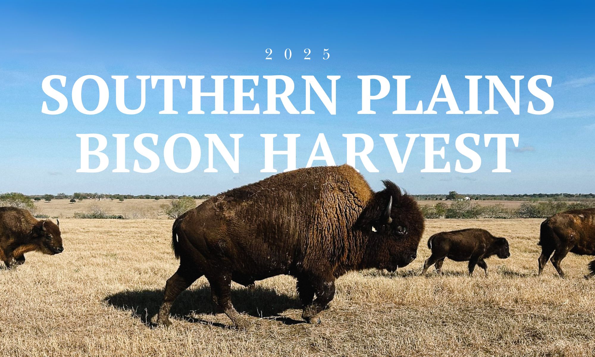 Southern Plains Buffalo Harvest 2025 by Texas Tribal Buffalo Project