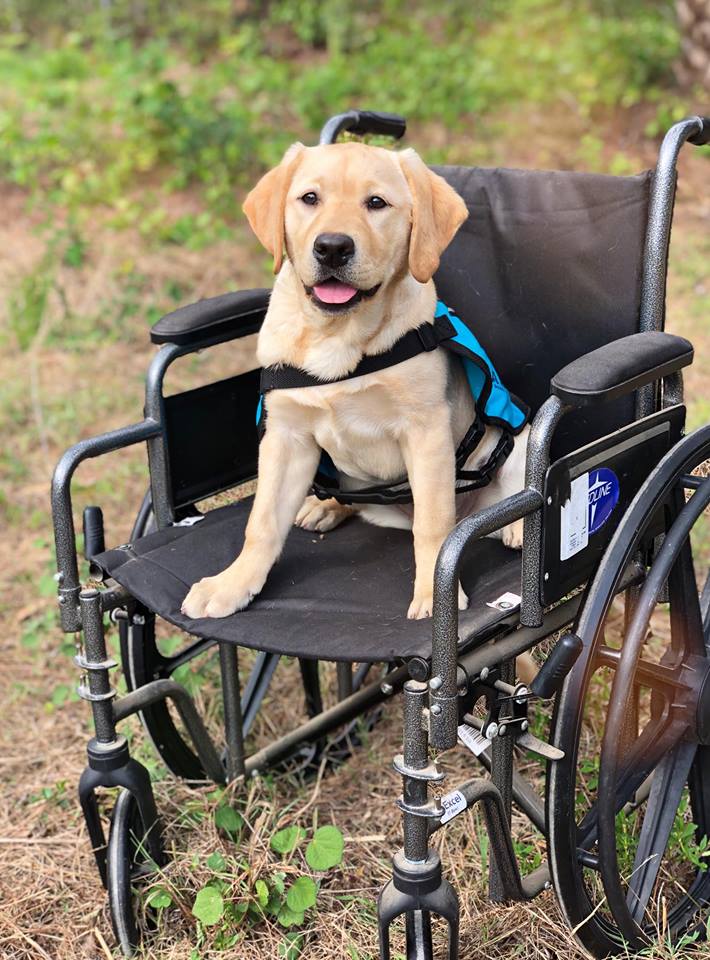 Topaz Assistance Dogs 2024 Graduation by Topaz Assistance Dogs Inc.