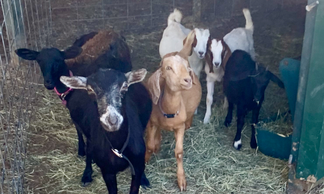 Join Team G.O.A.T. // Austin Farm Sanctuary Fundraising for Giving ...