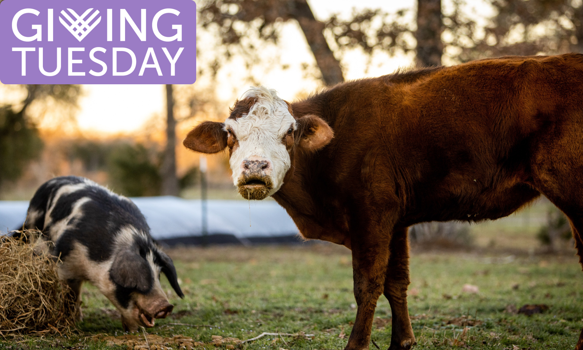 Austin Farm Sanctuary