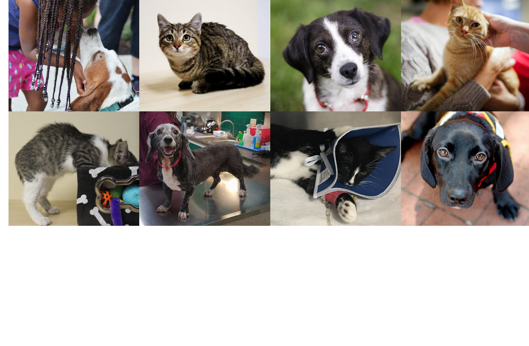 Donate Now | City Dogs & City Kitties Rescue