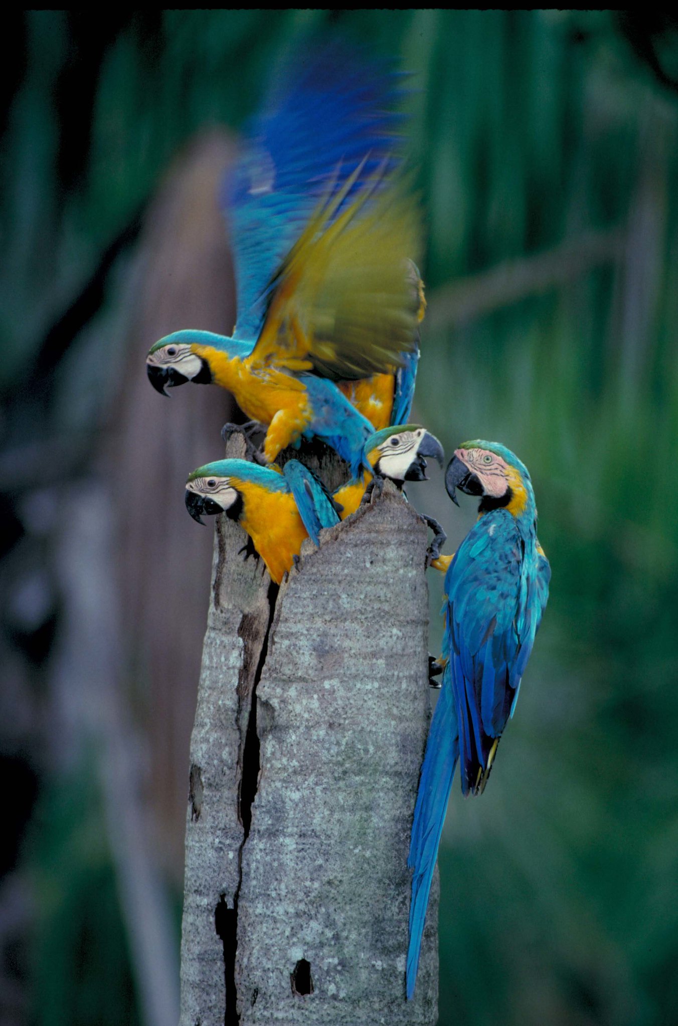 Donate Now | Take Action and Innovate for Conservation! by Amazon ...