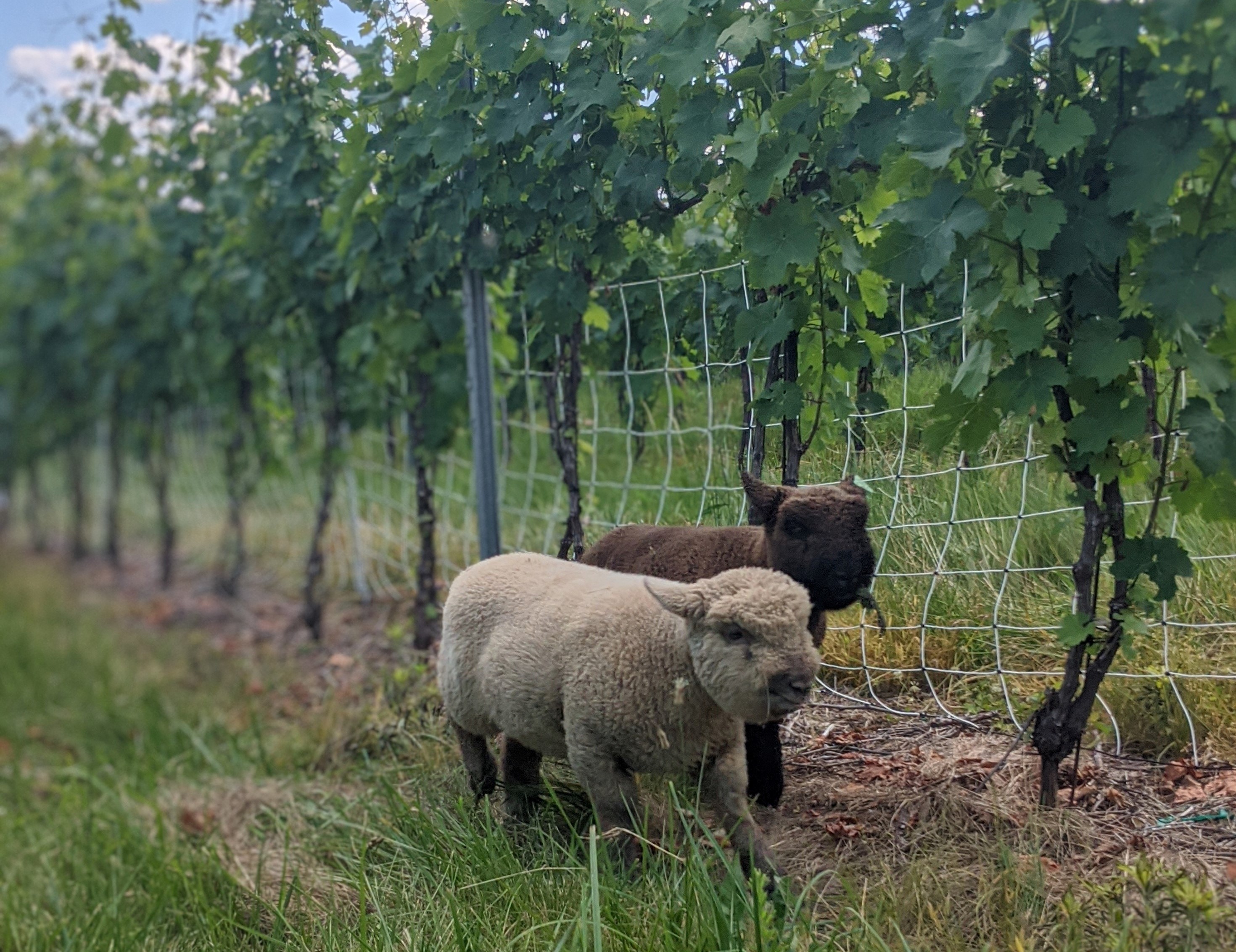 Grapes & Graze: a Virtual Wine Tasting (with Sheep!) by Sustainability ...