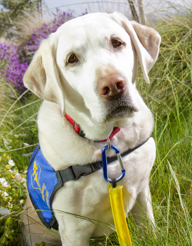 Donate Now | Never Walk Alone by NICST Service Dogs = Dogs4Diabetics ...