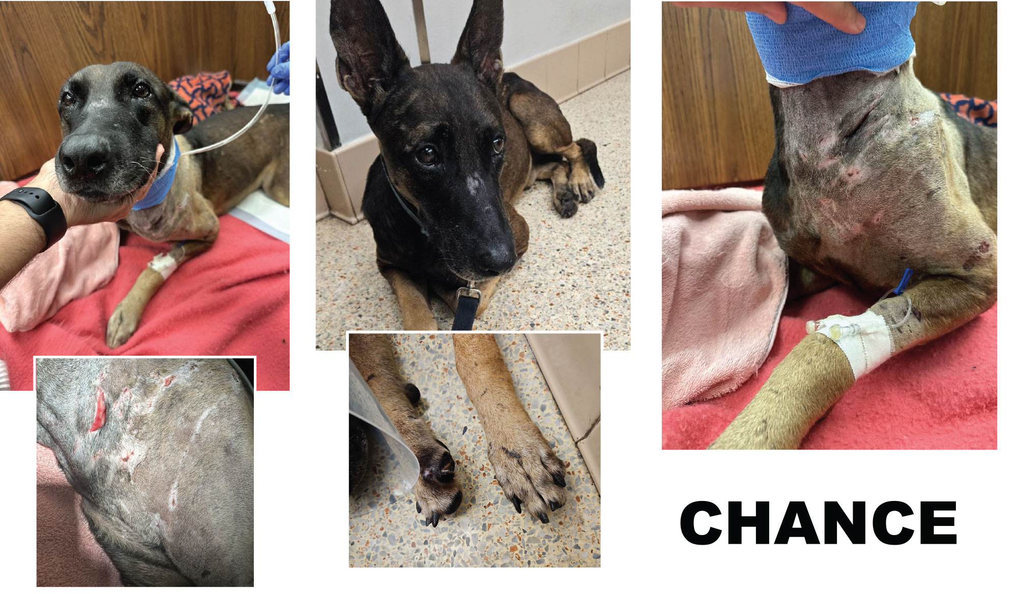 Donate Now | MAD Chance needs us for a chance for a better life. by MAD ...