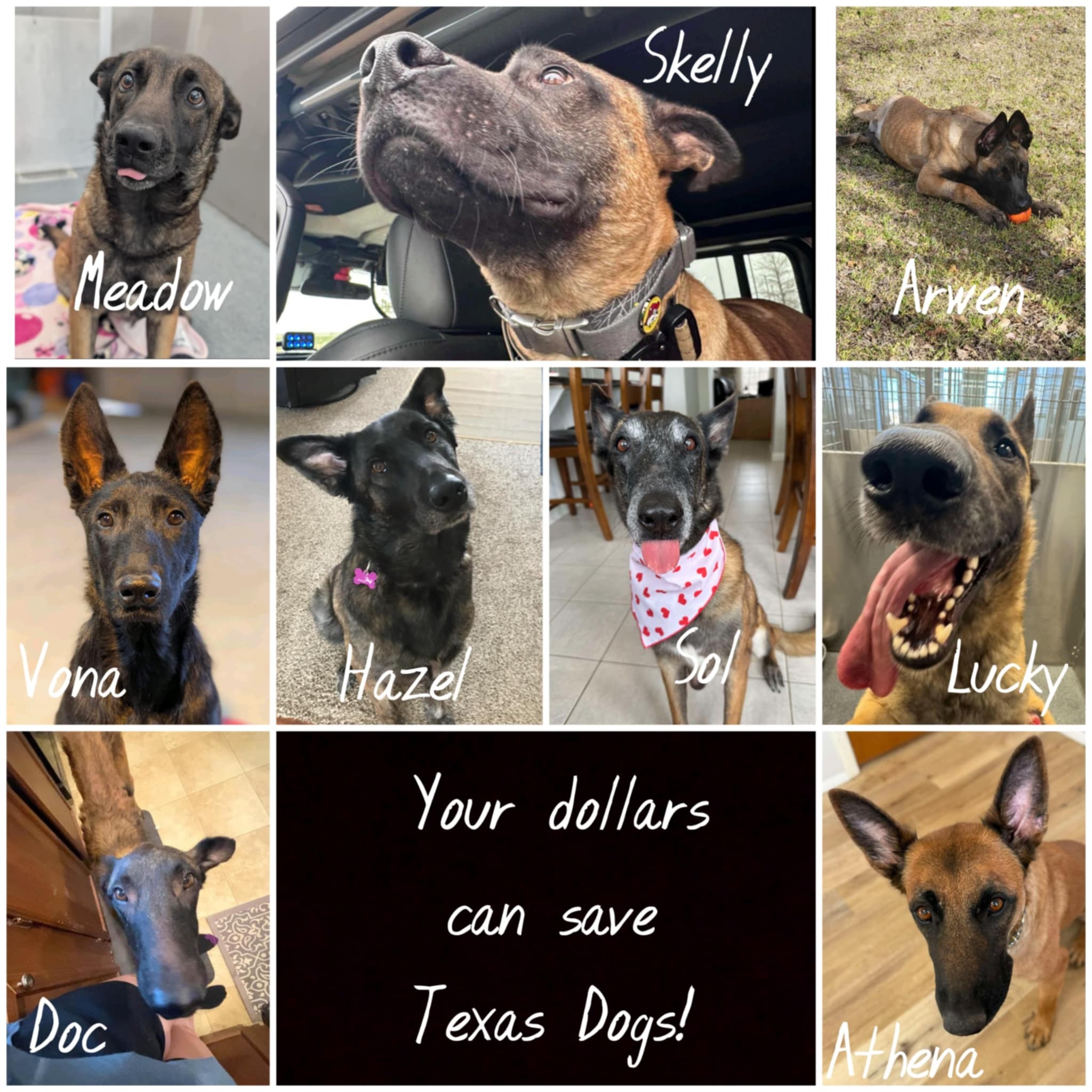 Donate Now | MAD Rescue's Texas Dogs by MAD Rescue Inc.
