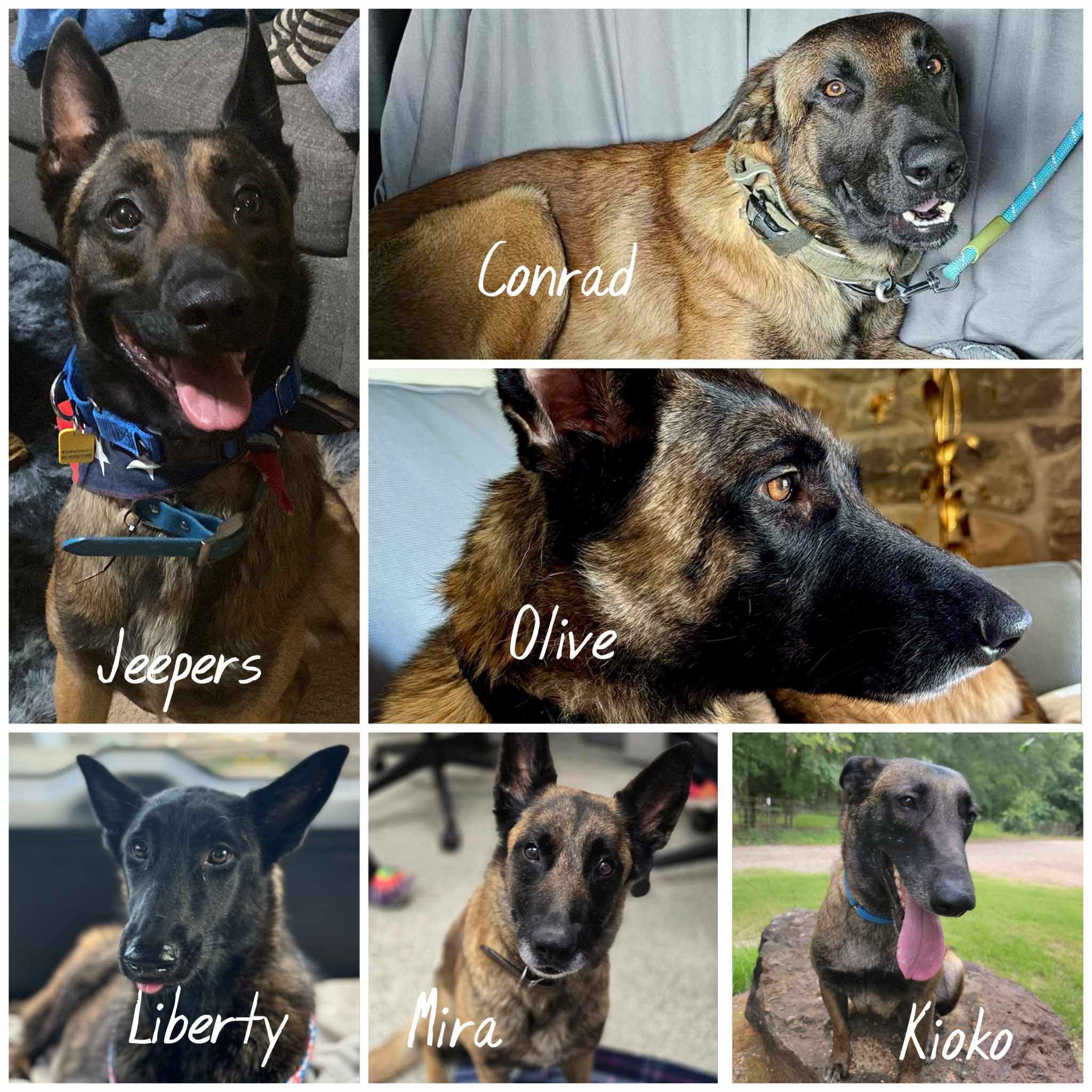 Donate Now | MAD's Texas Dogs by MAD Rescue Inc.