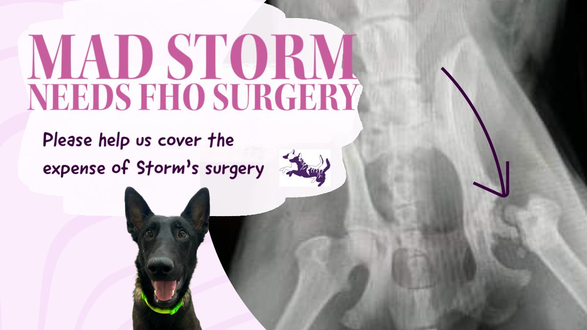 Donate Now | MAD Storm Needs an FHO Surgery by MAD Rescue Inc.