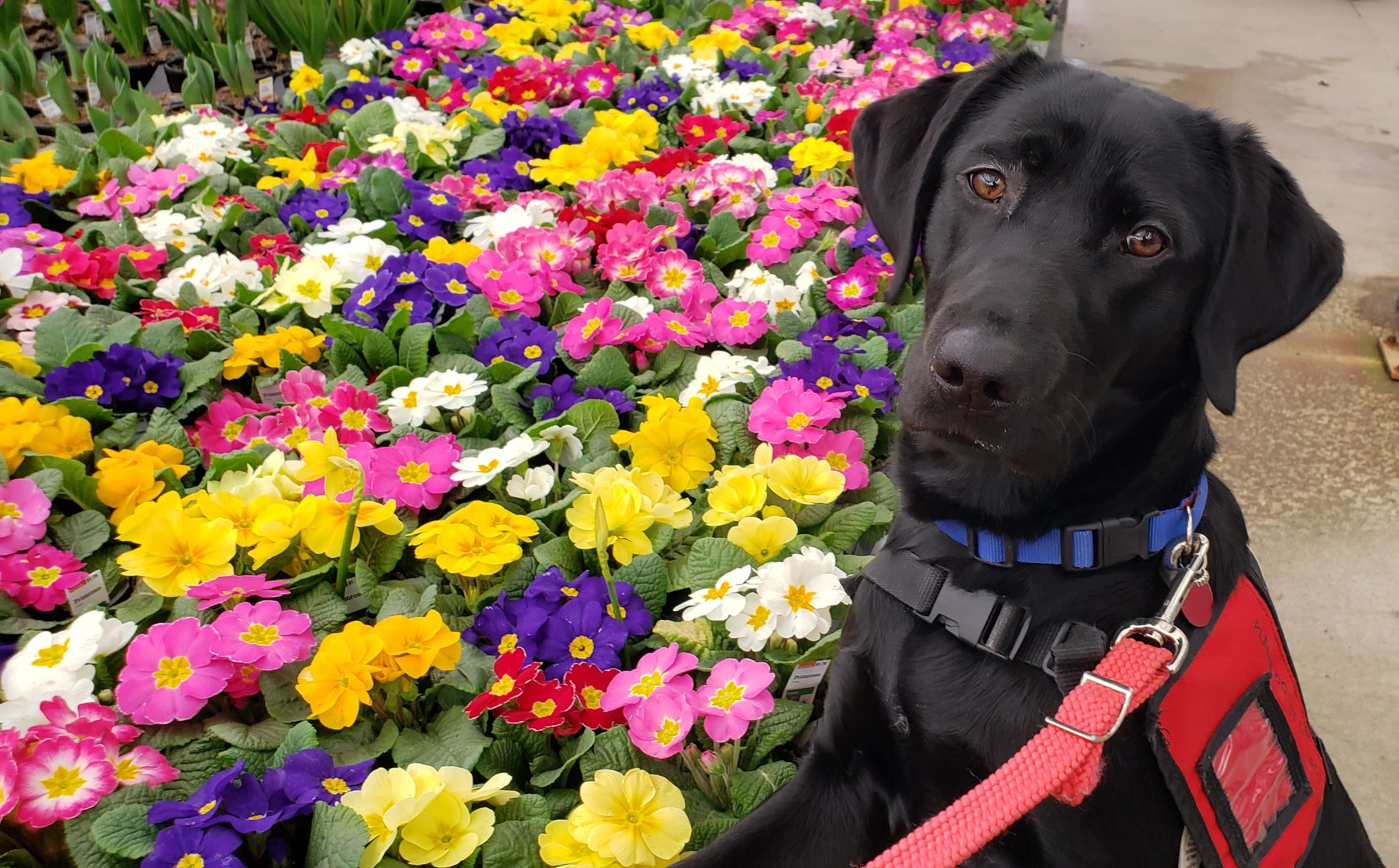 Donate Now | Prison Pet Partnership