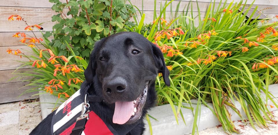 Donate Now | Prison Pet Partnership