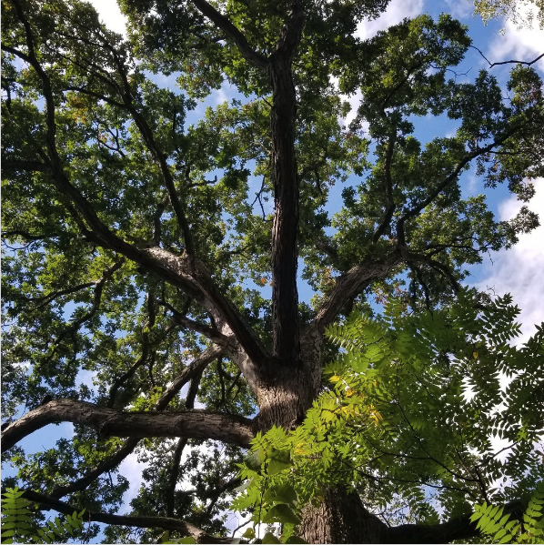 Tree ID Walk: Riverview Park by Tree Pittsburgh