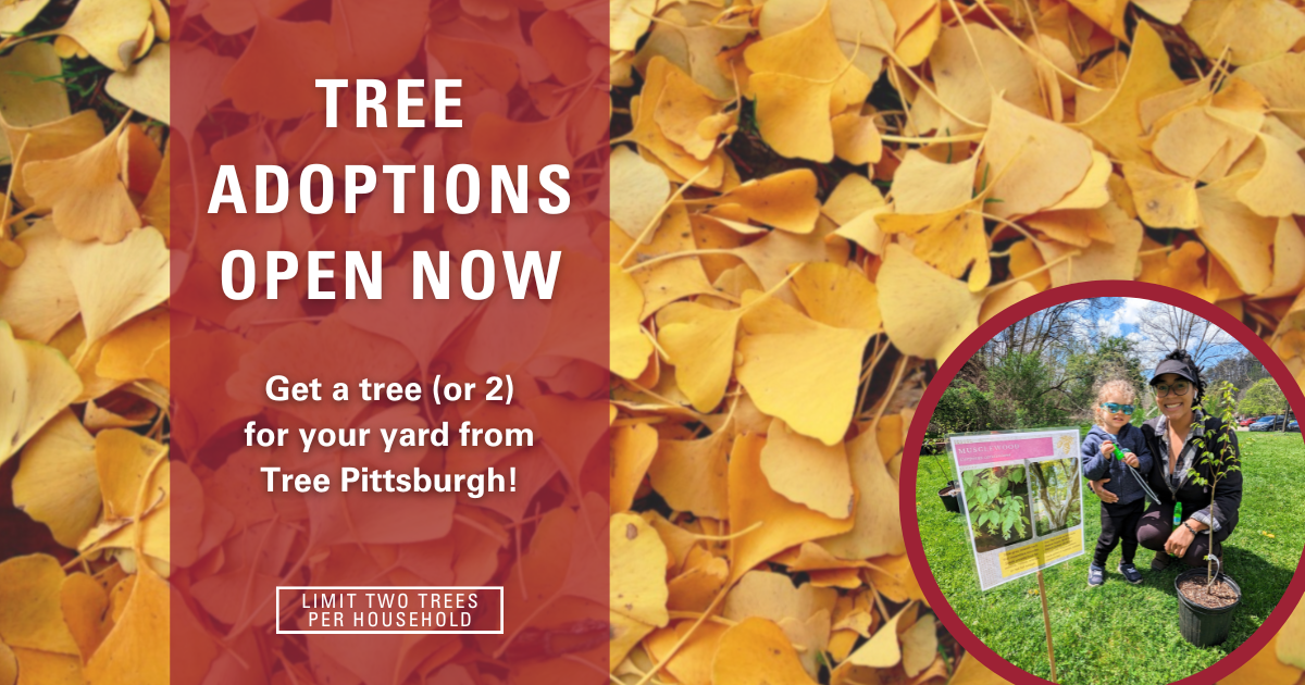 Tree Adoption: Tree Pittsburgh's Campus Fall 2024 by Tree Pittsburgh