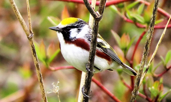 Friends of Fort Williams Park & Earth Walkers Pollinator Classes by ...