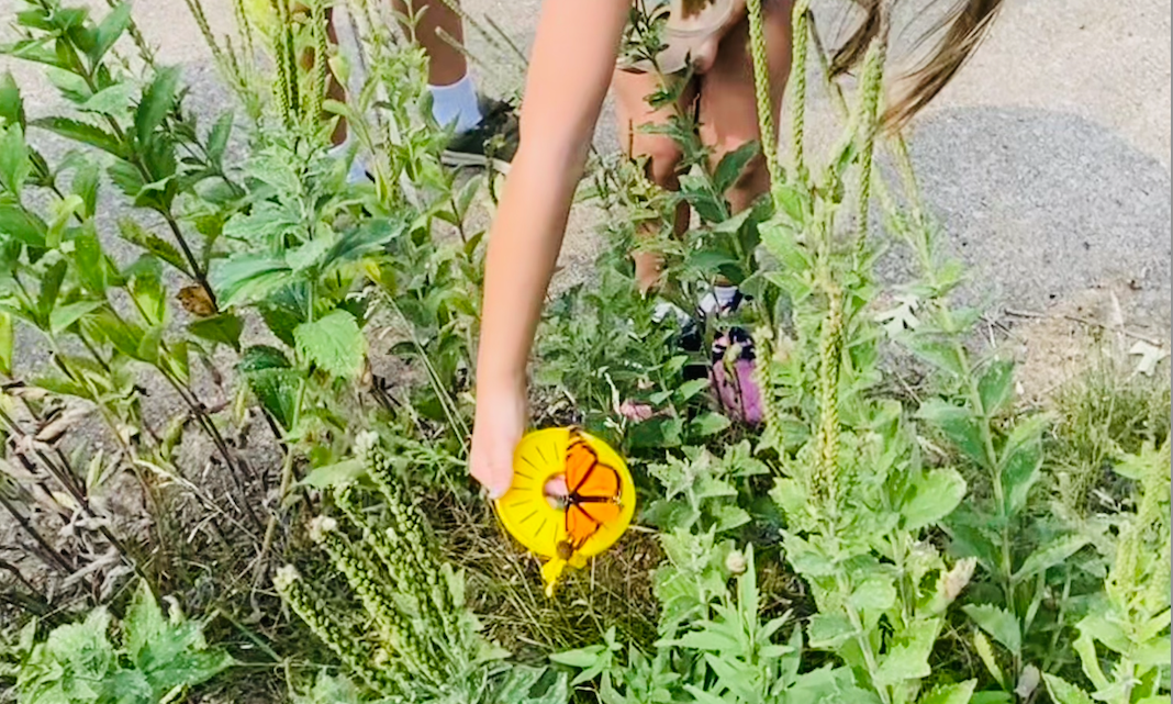 2024 Summer Naturalist Class (June) by Friends of Willow River and Kinnickinnic State Parks