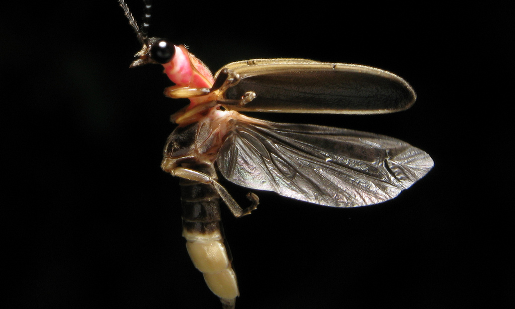 Lighting up the Shadows: An Illuminating Look at Fireflies by Western ...