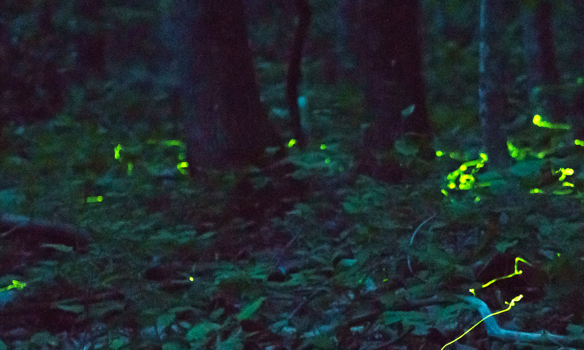 Blue Ghost Firefly Hike After Dark by Western Wildlife Corridor