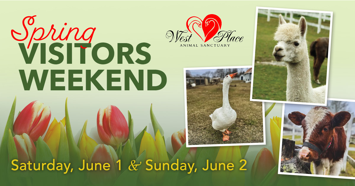 Spring Visitors Weekend: Sunday June 2 @ 1pm by West Place Animal Sanctuary