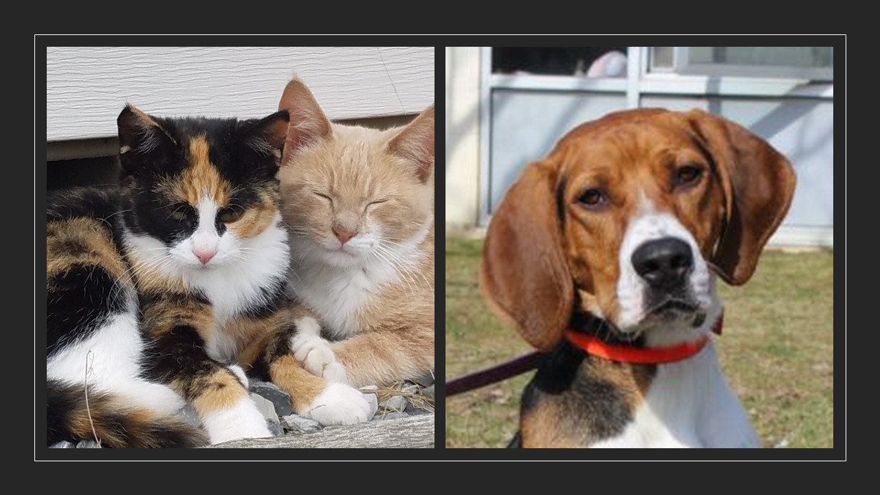 Donate Now | Animals In Distress