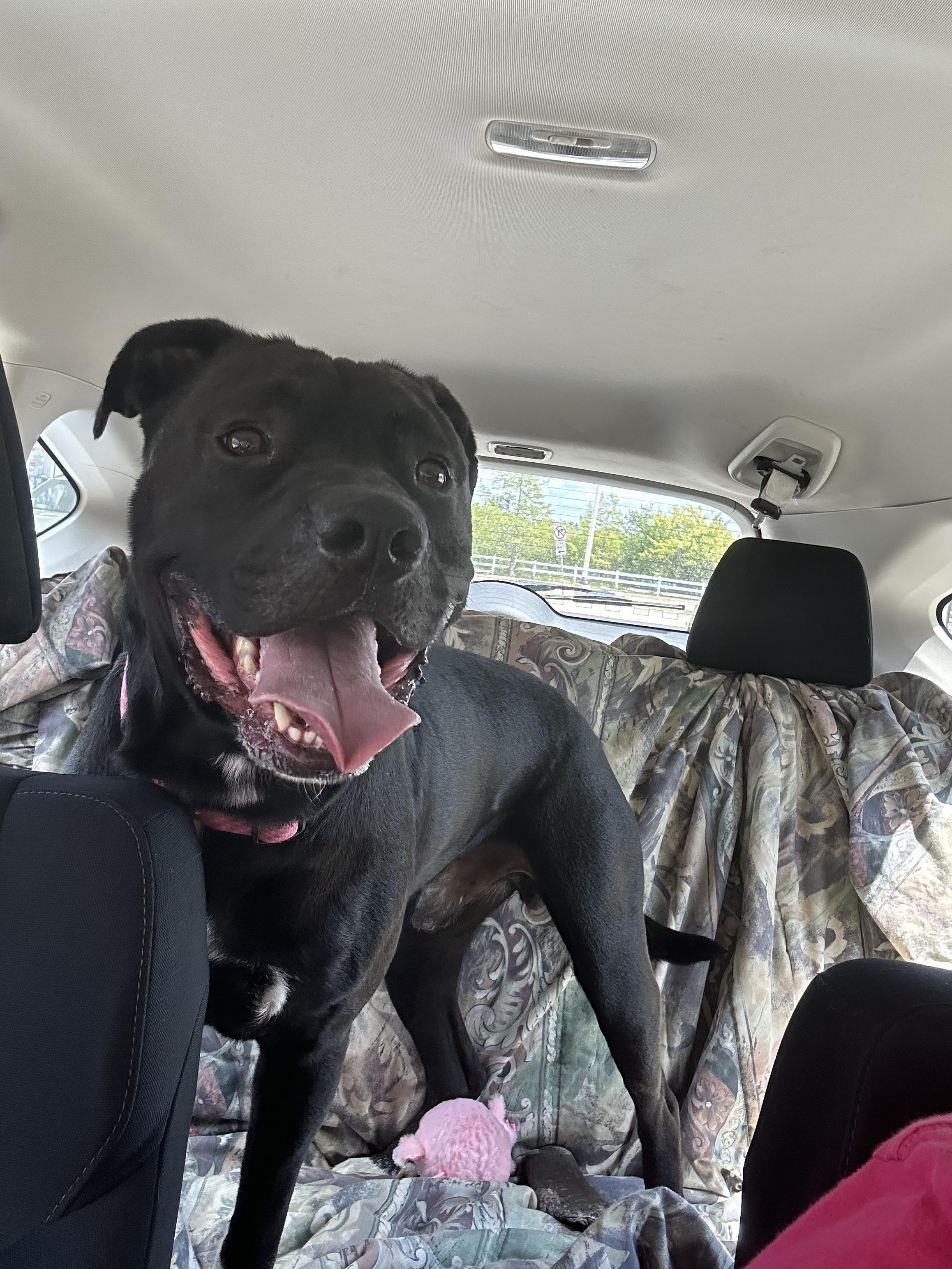 Donate Now | Its A Pittie Rescue - Oreo Needs an MRI by Its A Pittie Rescue