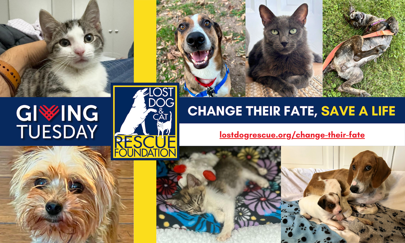 Donate Now | Change Their Fate, Save a Life by Lost Dog and Cat Rescue ...