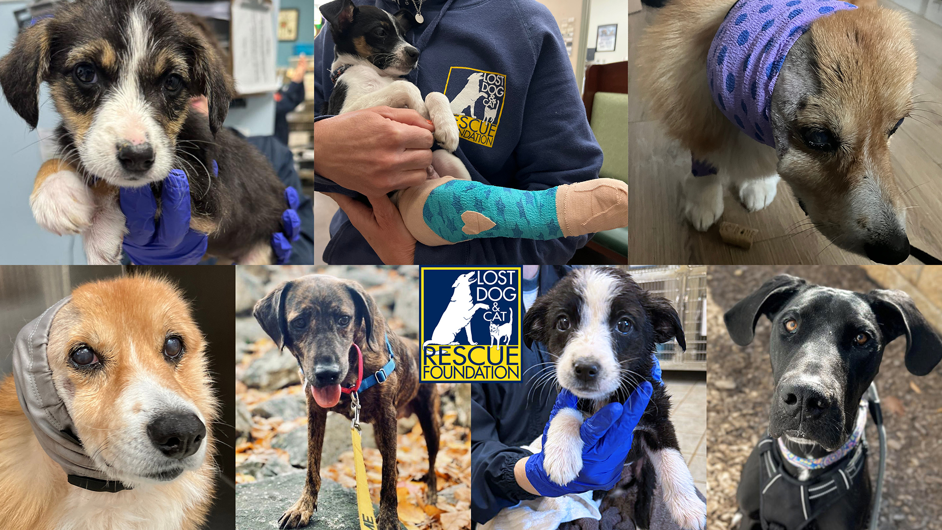 Donate Now | Emergency Fund Rebuild by Lost Dog and Cat Rescue Foundation