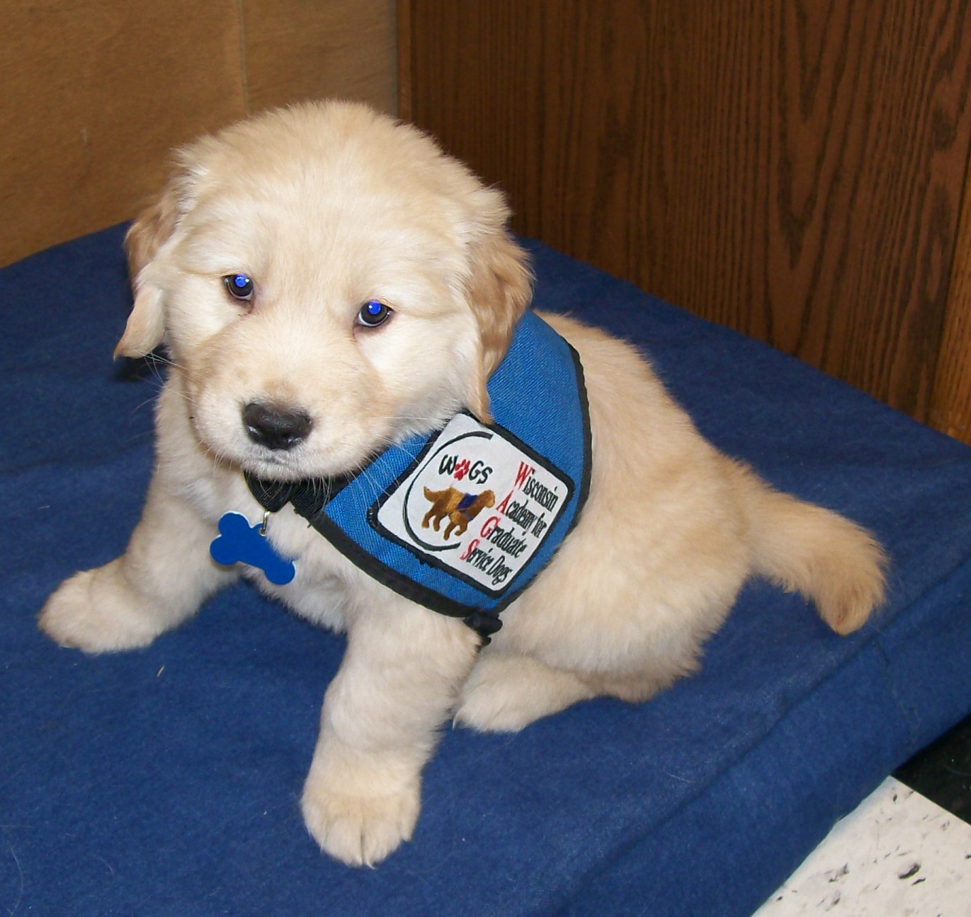 WAGS Fall Fundraiser by Wisconsin Academy for Graduate Service Dogs (WAGS)