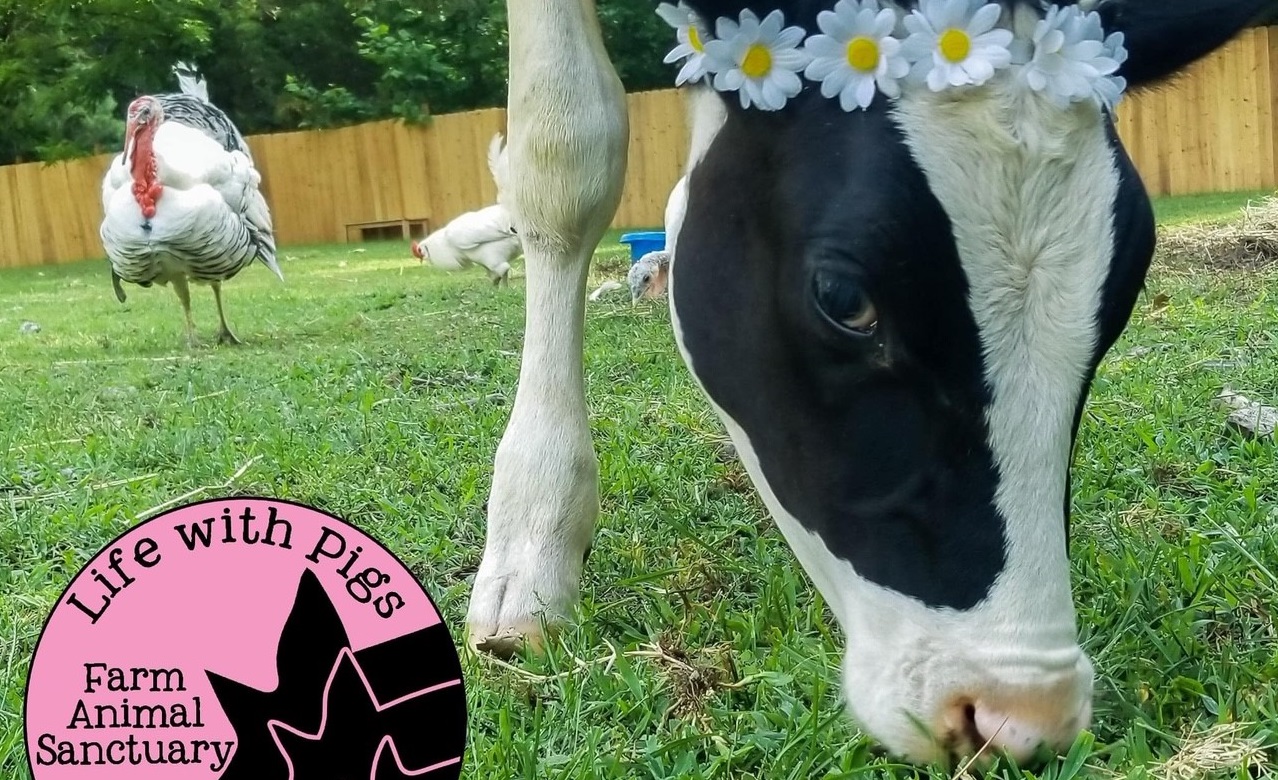 Spring Celebration and Treat Hunt at Life With Pigs Farm Animal ...