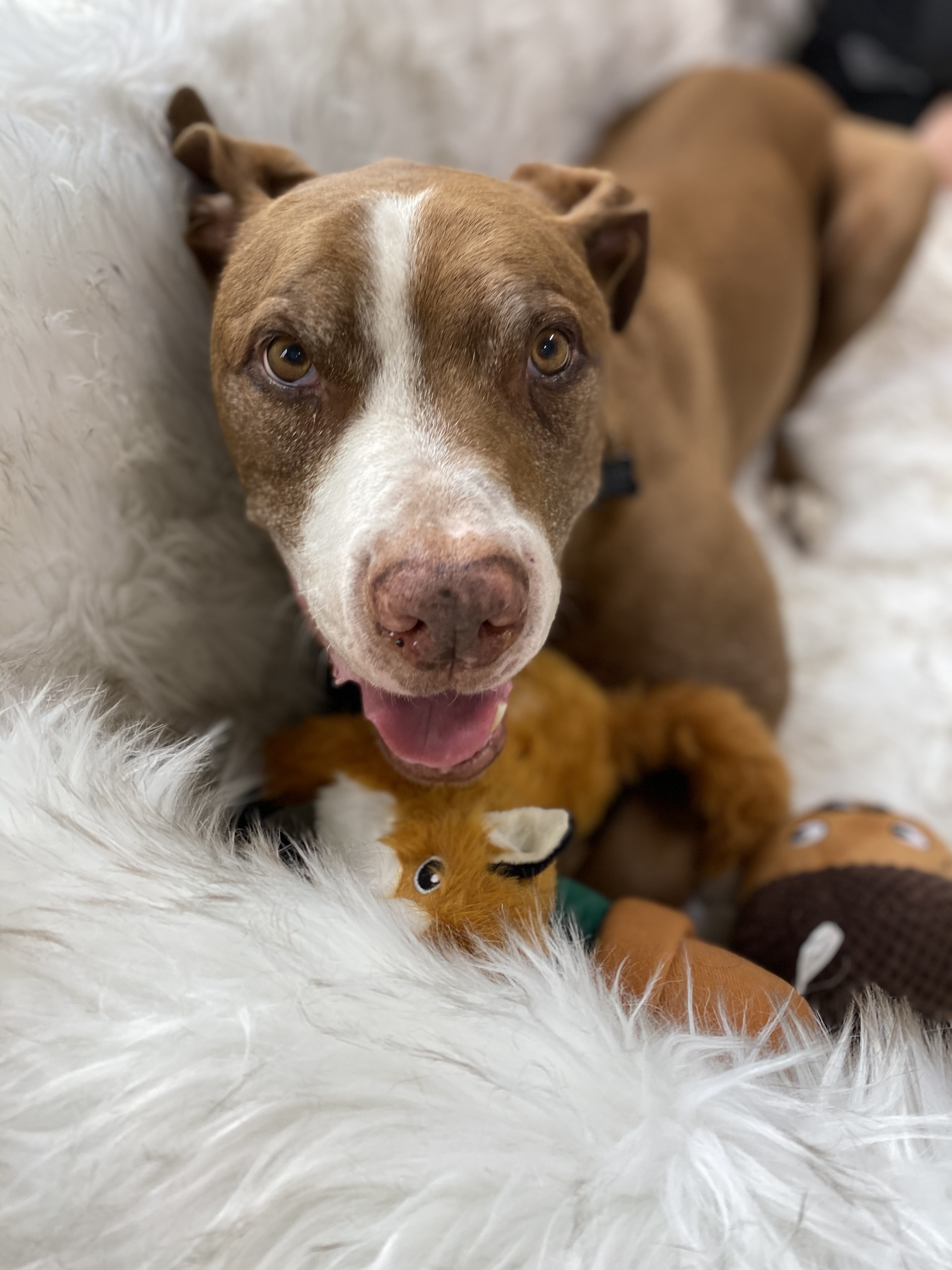 Donate Now | Live Love Animal Rescue