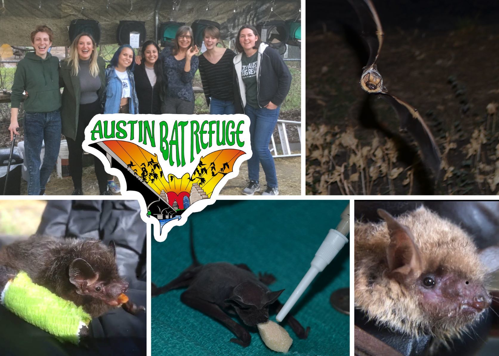 Donate Now | Austin Bat Refuge