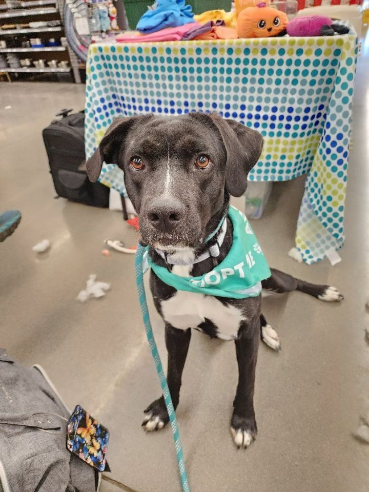 Donate Now | Vote for SERINA KYLE to WIN Project Puppy 2023! by Killuminati Foundation Vet Help