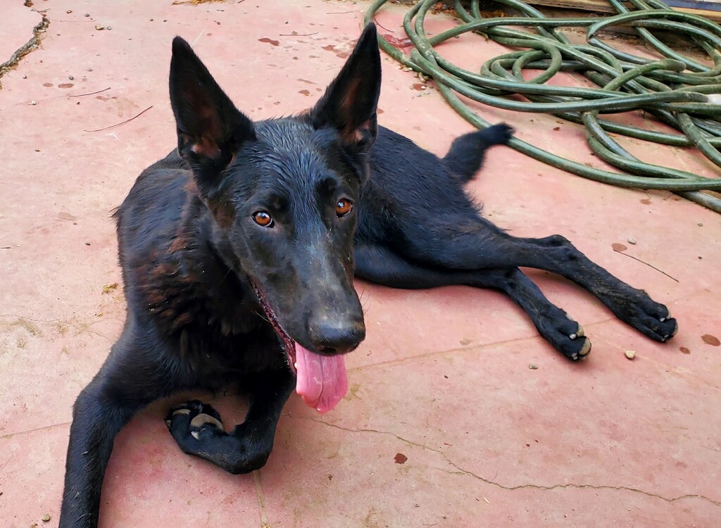 Donate Now | Rhea Boarding Fee by BARK Rescue CA
