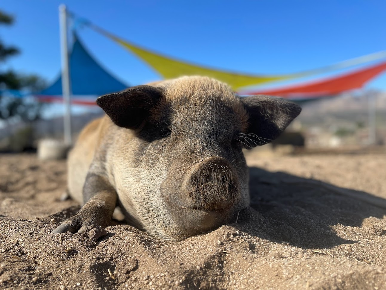 Donate Now | Steampunk Farms Rescue Barn, Inc.