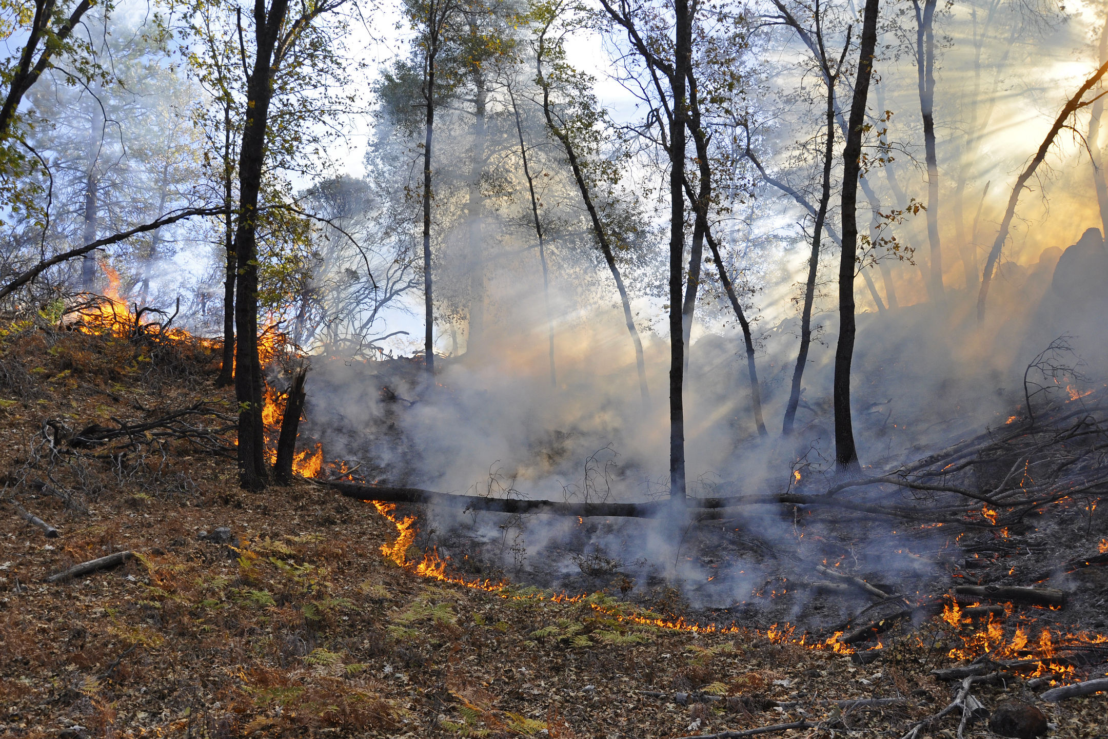Donate Now | Association for Fire Ecology