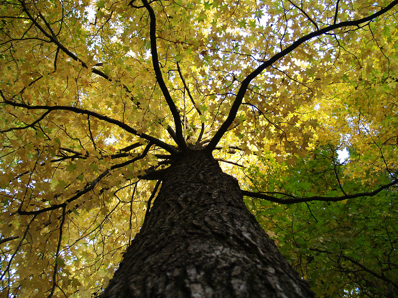 Donate Now | Trees Forever