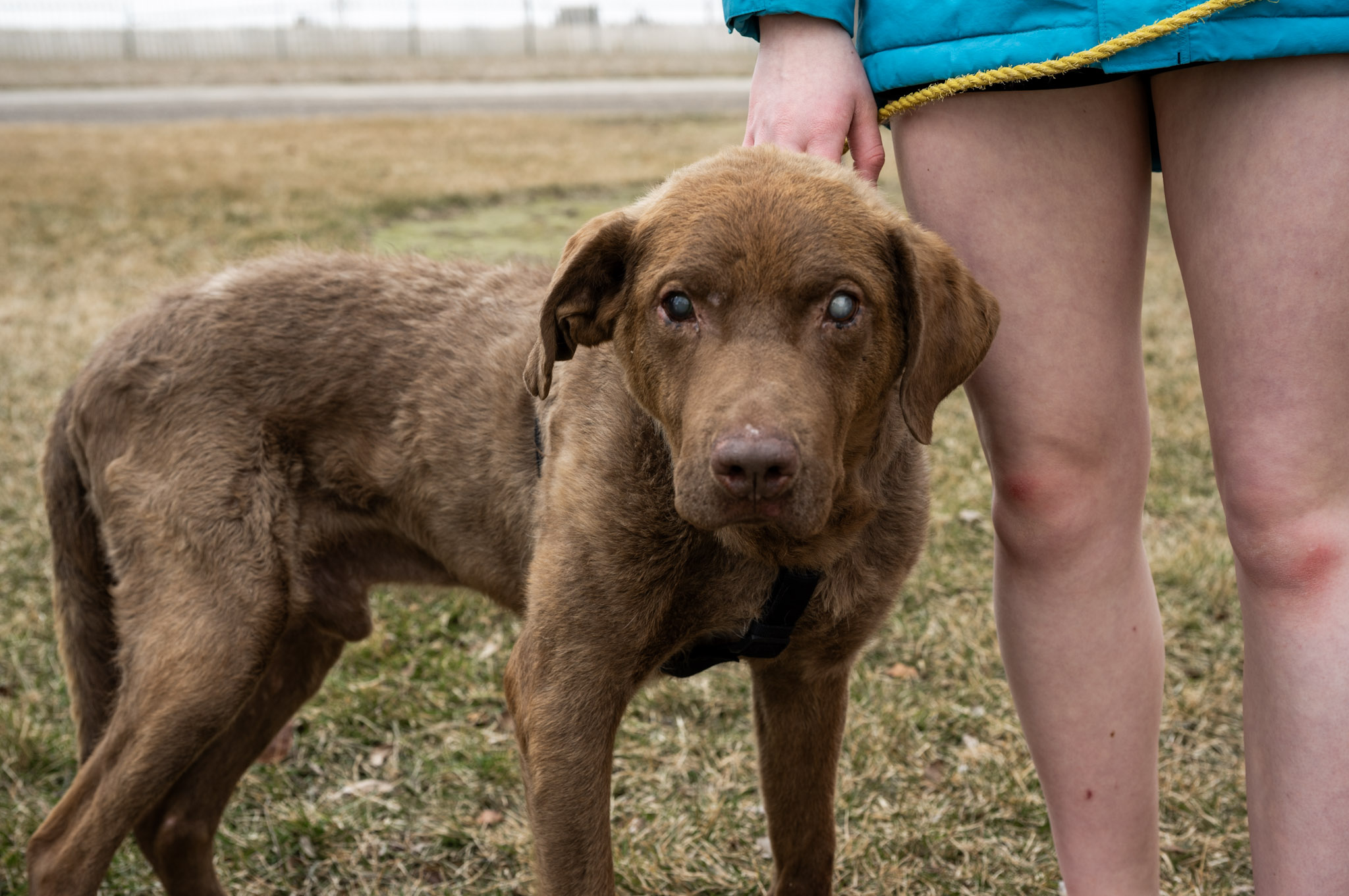 Donate Now | "25 for 25" by Chesapeake Bay Retriever Relief & Rescue