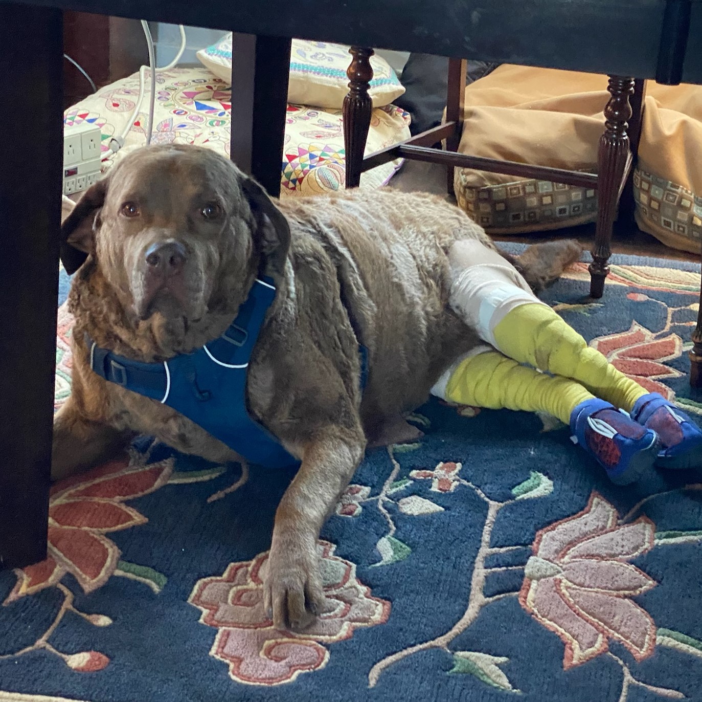 Donate Now | Giving Tuesday for CBRR&R 2024 by Chesapeake Bay Retriever ...