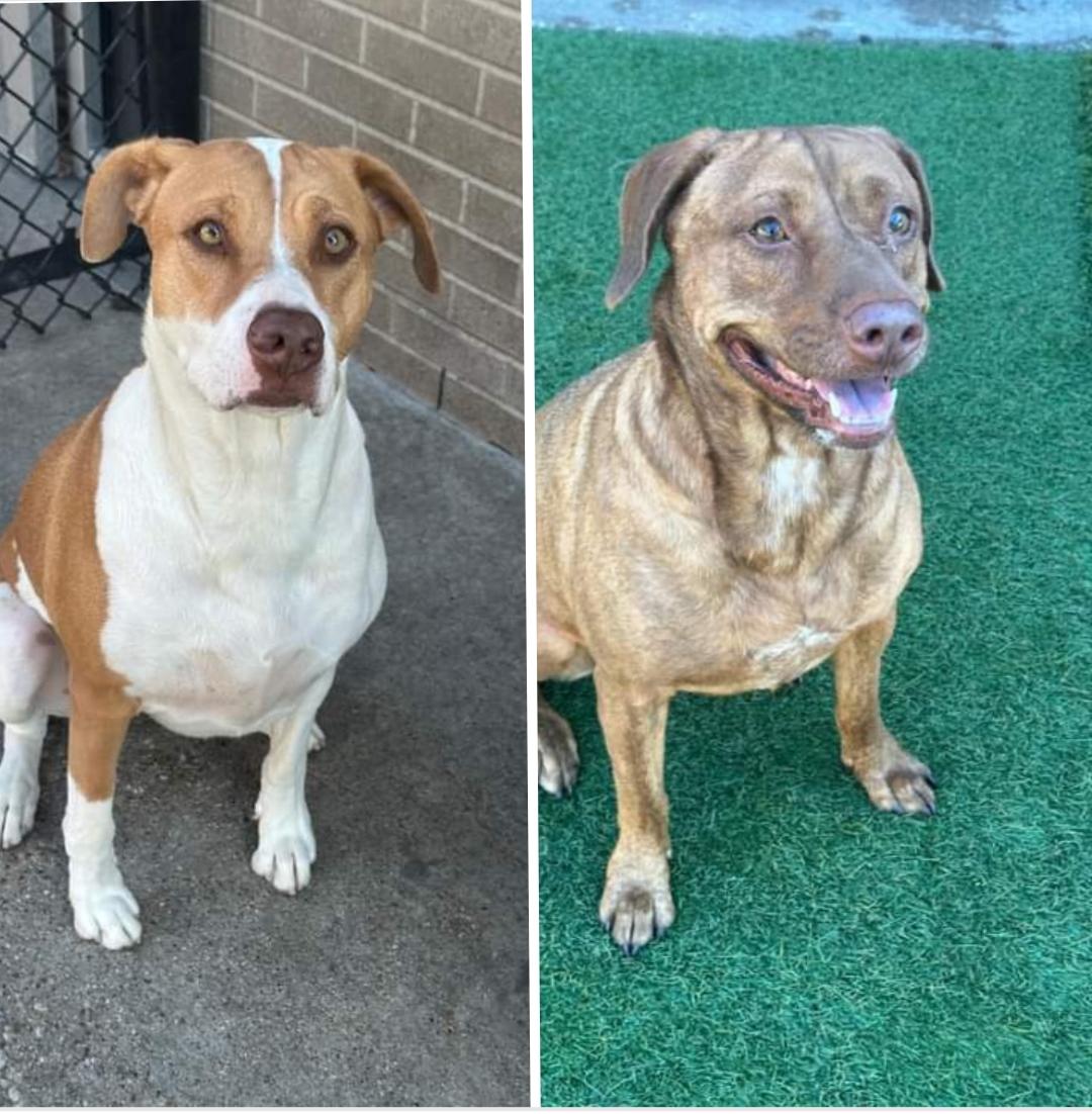 Donate Now | Rescue of Carol and Ginger bonded pair in Dallas Texas by ...