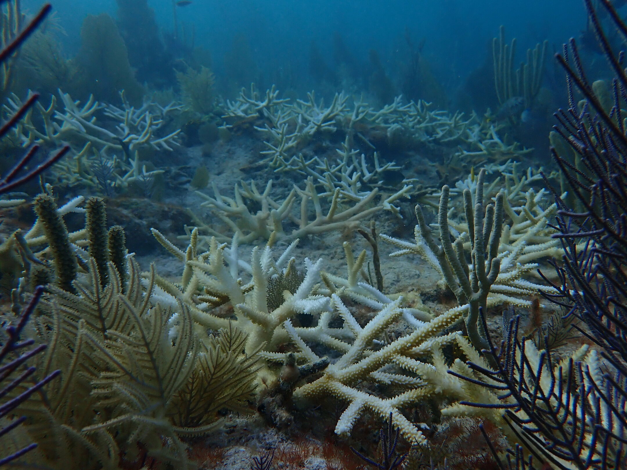 Donate Now | National Marine Sanctuary Foundation