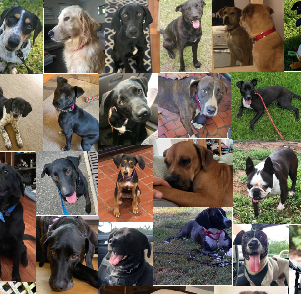 Donate Now | by Little Black Dog Rescue