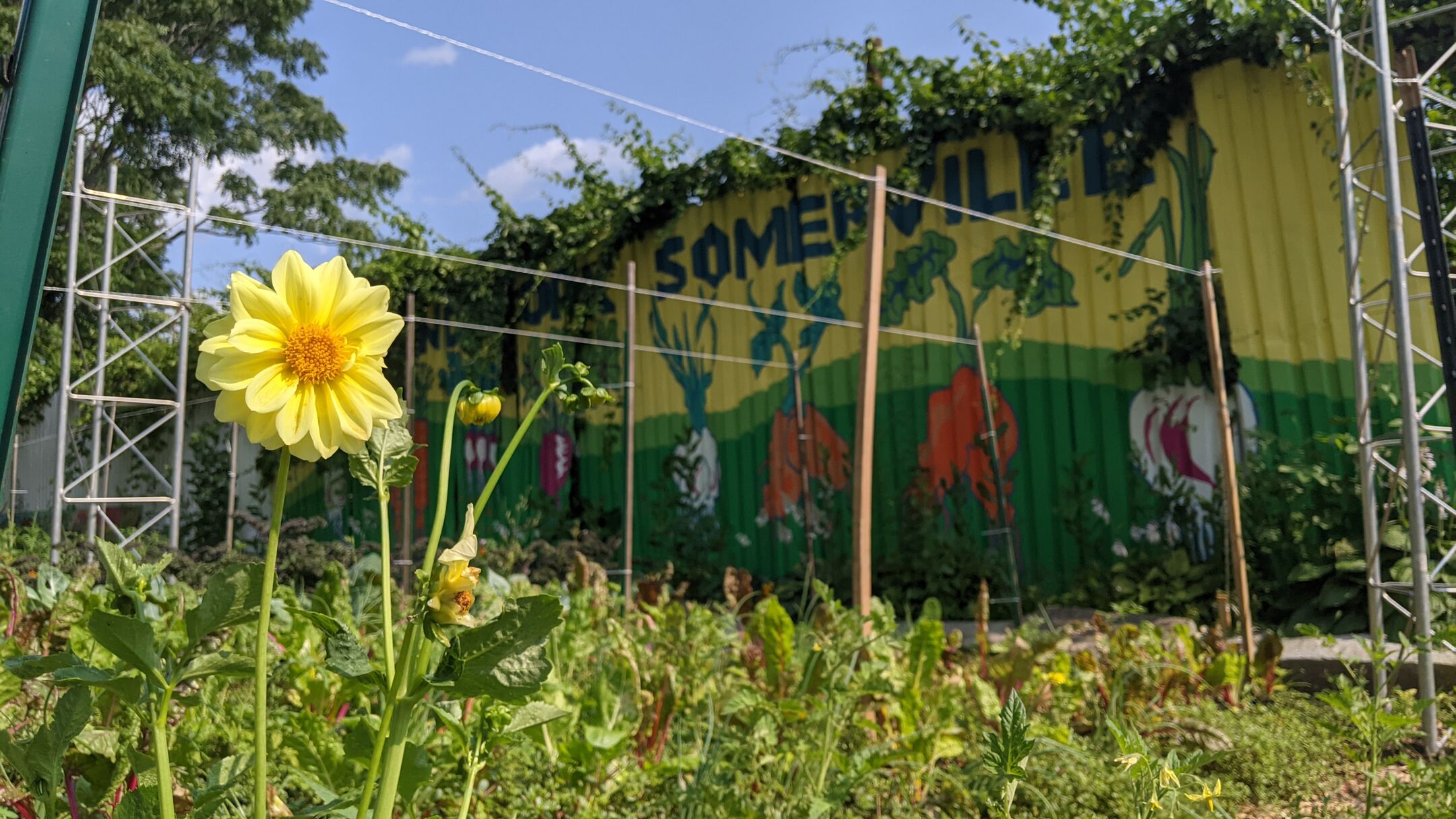 Donate Now | Groundwork Somerville