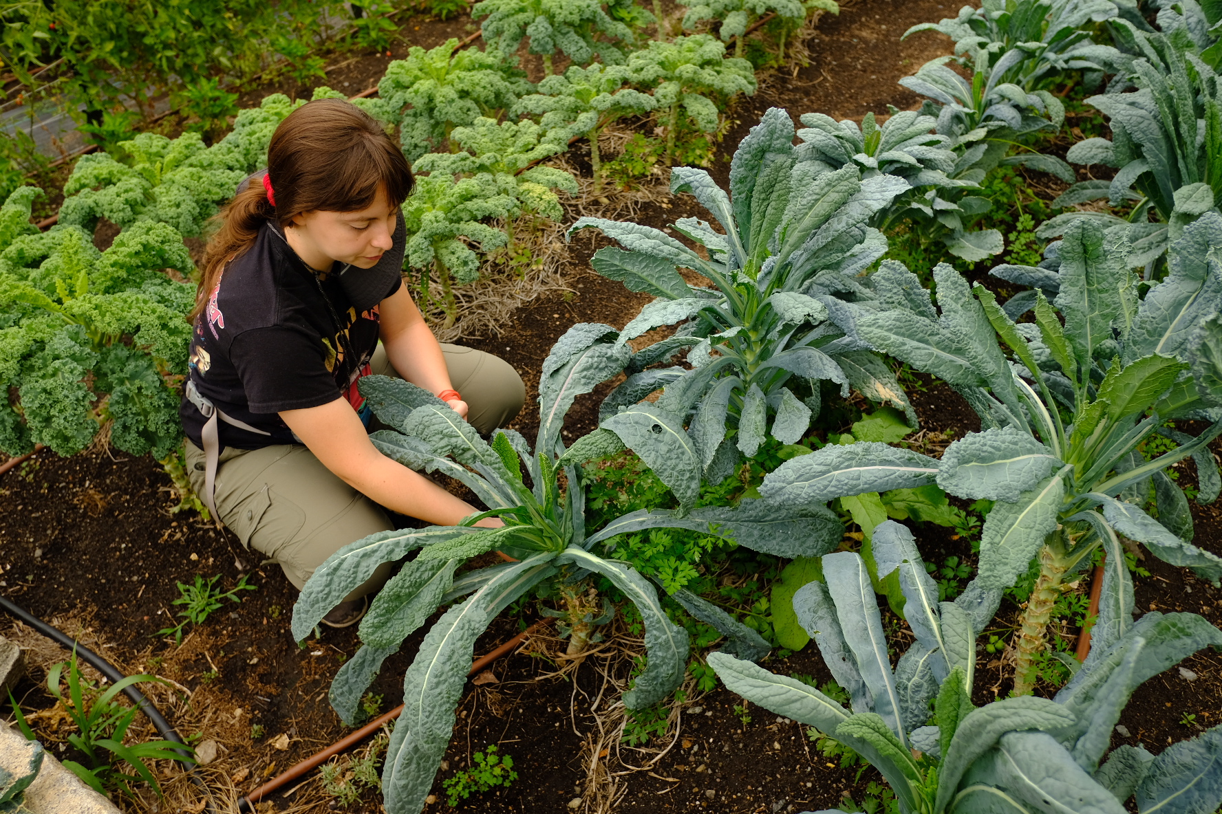 Donate Now | Groundwork Somerville