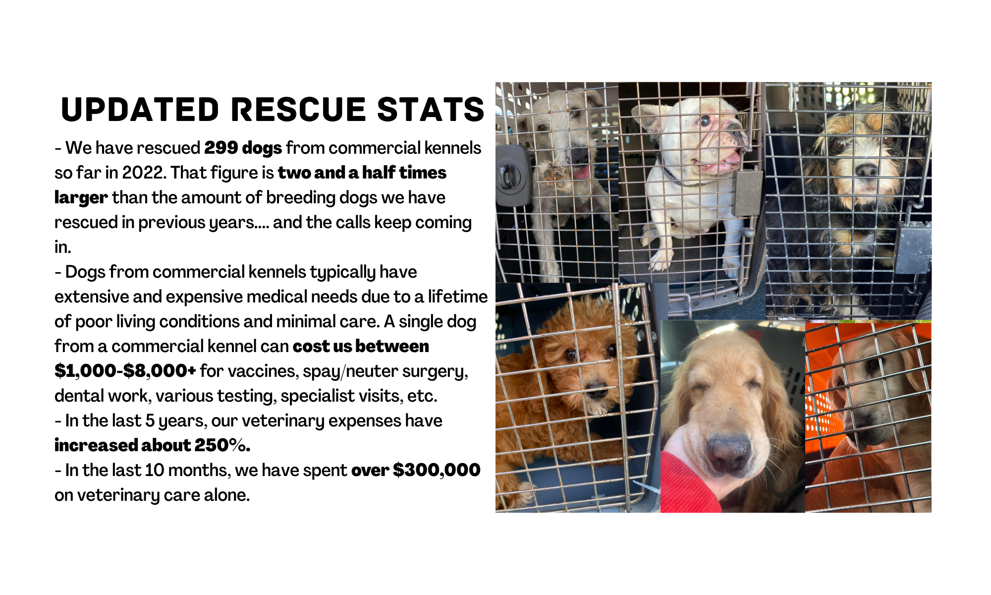 Donate Now | Did You Know? - Recent Rescue Stats by All 4 Paws Rescue