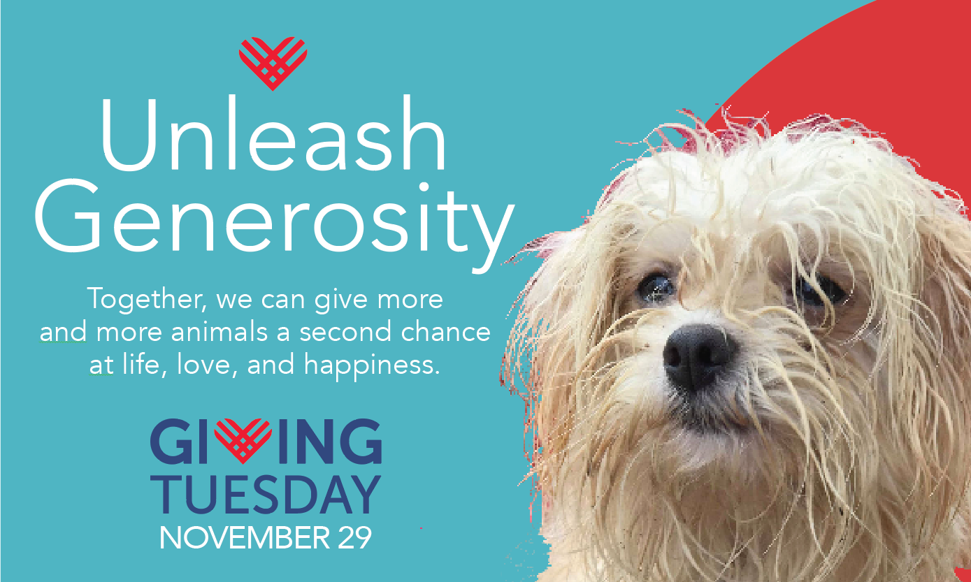 Donate Now | Giving Tuesday 2022 - Unleash Your Generosity by Alaqua ...