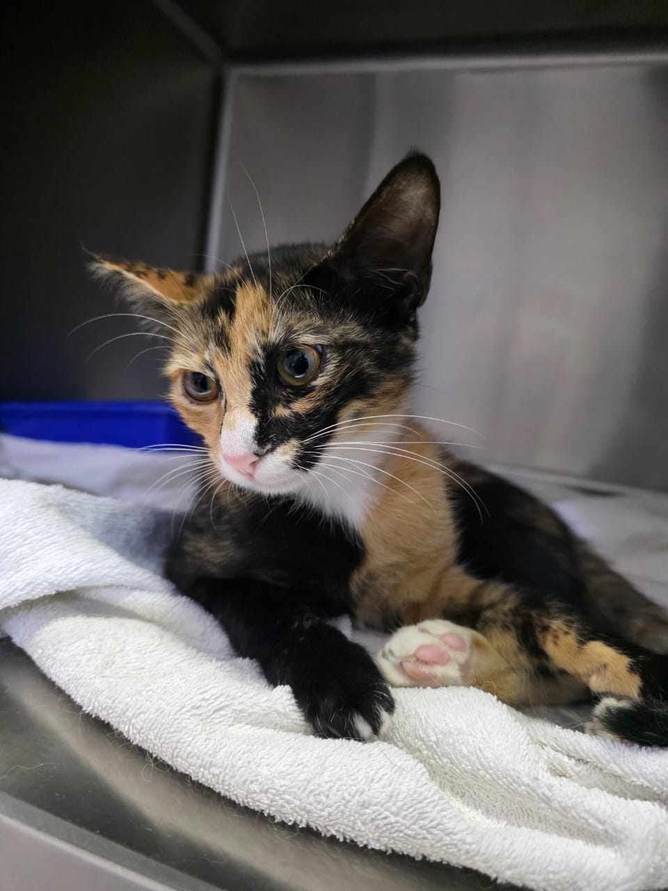 Donate Now | Brittany's vetting and transport by Kabul Small Animal Rescue