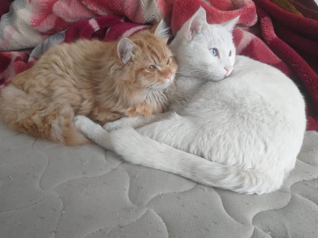 Donate Now | Help Chicko, Tomy, and Snow reach home by Kabul Small ...