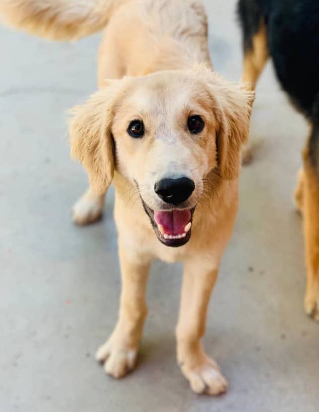 Donate Now | Puppies to Petey and Furends by Kabul Small Animal Rescue