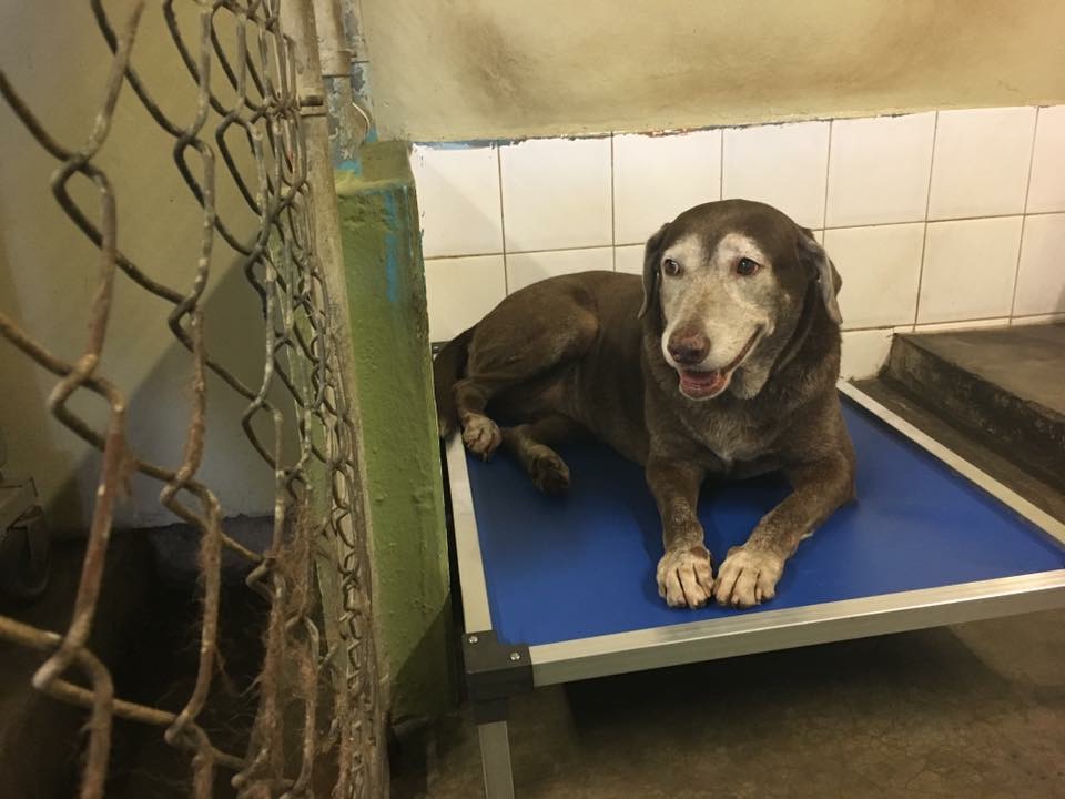 Donate Now | Cat Beds for Meriwether County Animal Shelter and Control ...