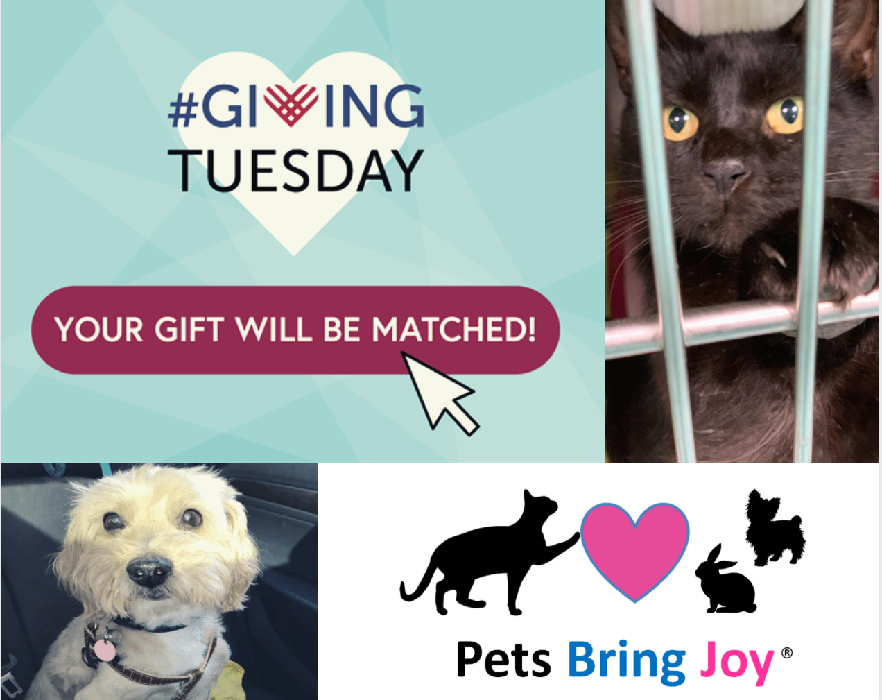 Donate Now | PBJ #GivingTuesday by Pets Bring Joy